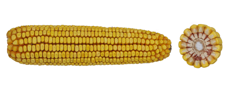 Our Products - Seed for the Western Farmer - NC Plus