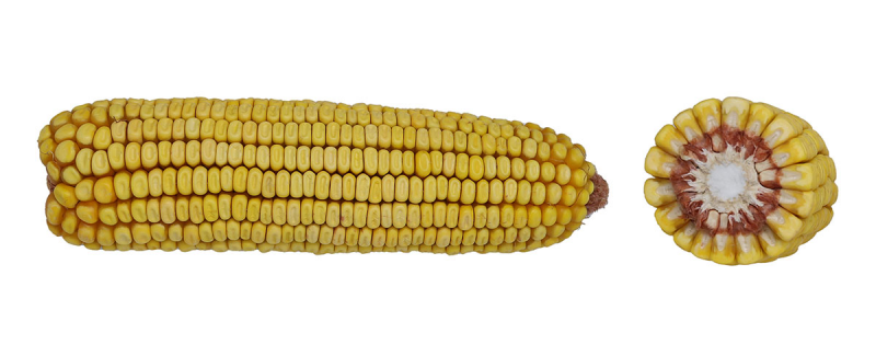 Our Products - Seed for the Western Farmer - NC Plus